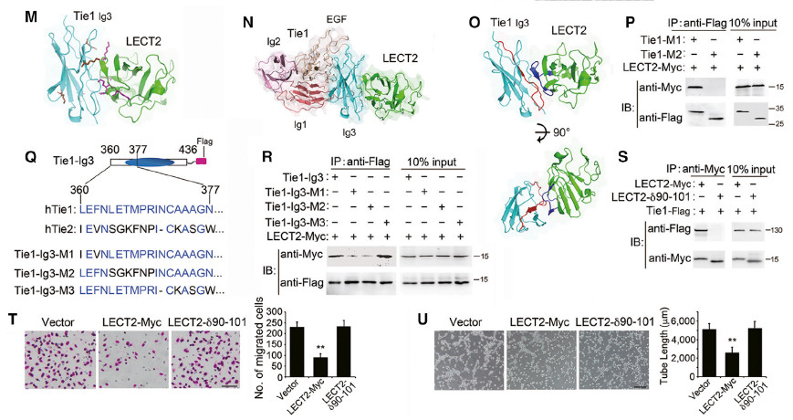 CELL:南方医团队发现LECT2可作为肝纤维化治疗靶标_美必思医学编译