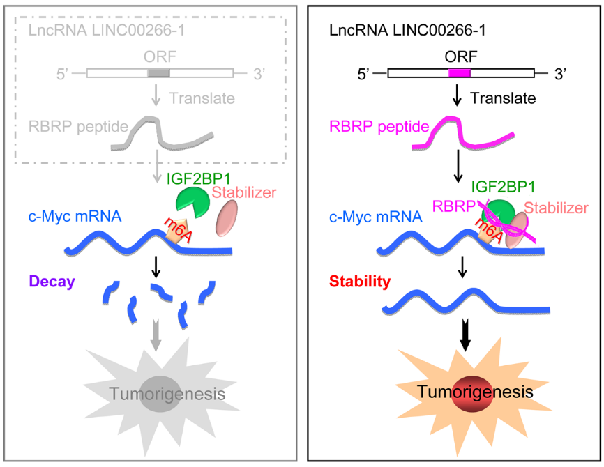 Nat Comm:揭示lncRNA编码癌多肽调控RNAm6A修饰识别_美必思医学编译