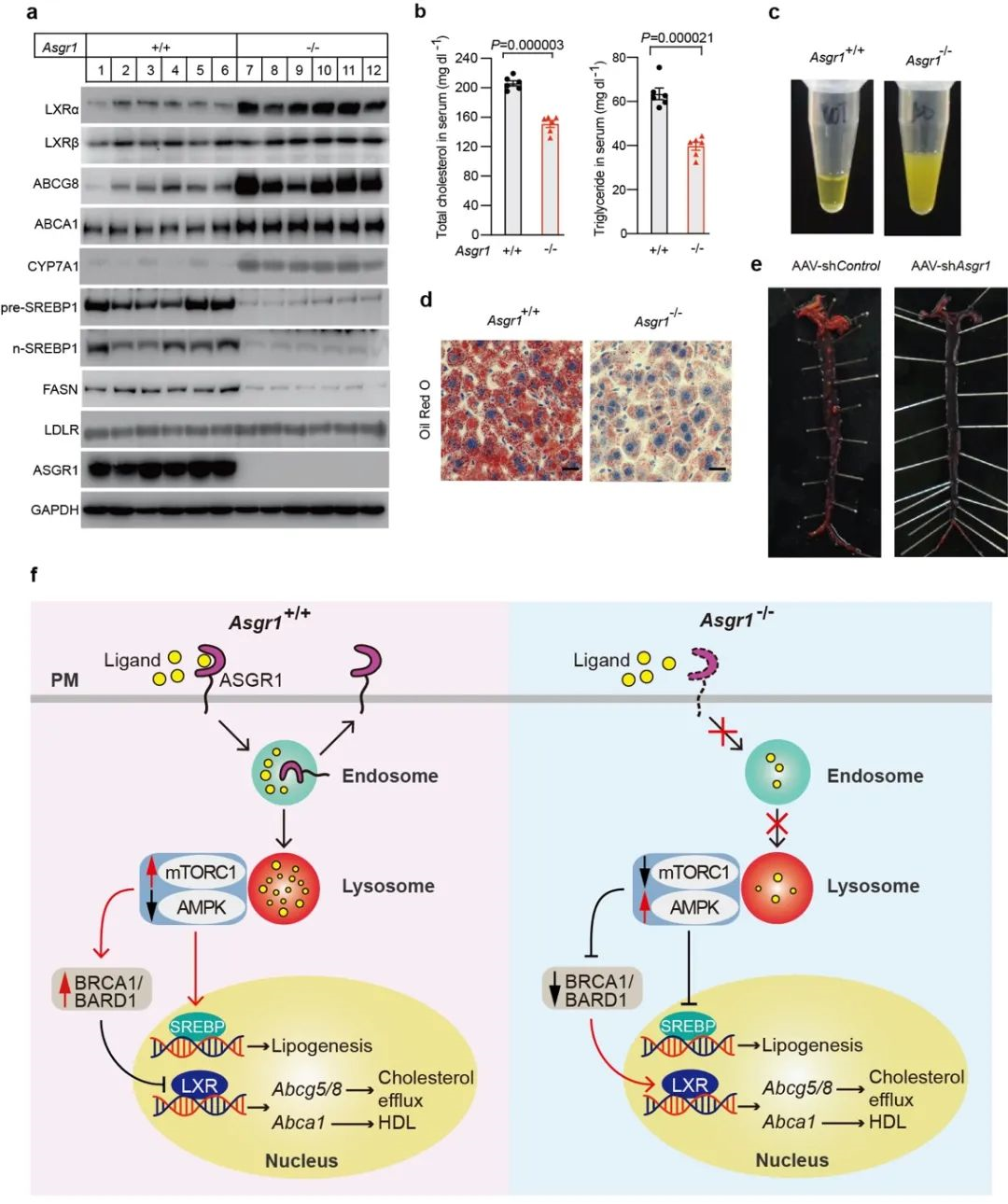 Nature：发现促使胆固醇外排而降脂的新策略_美必思医学编译