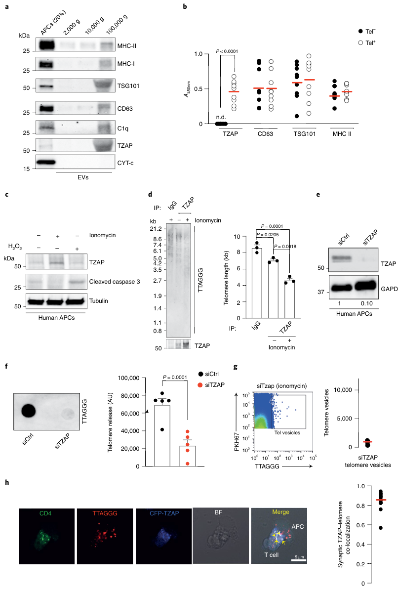 Nature 子刊：揭秘免疫系统抗衰老新机制_美必思医学编译