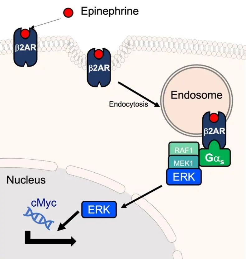 Nature：揭示GPCR激活下游ERK信号通路的机理_美必思医学编译