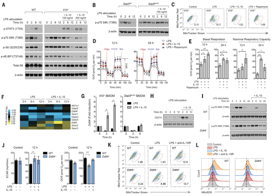 Science：IL-10通过巨噬细胞代谢介导的抗炎作用_美必思医学编译