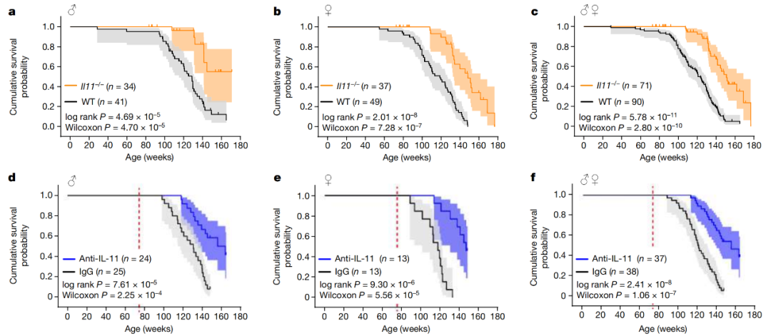 Nature：抑制促炎蛋白IL11，可显著延缓衰老_美必思医学编译