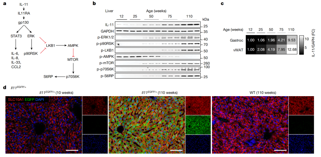 Nature：抑制促炎蛋白IL11，可显著延缓衰老_美必思医学编译