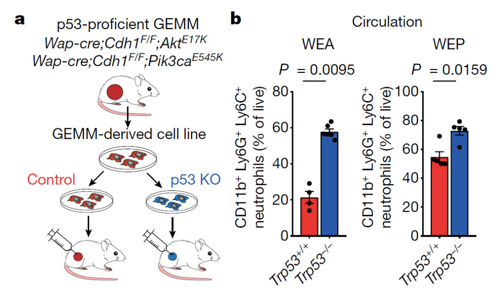 Nature发表：p53基因缺失促进乳腺癌转移的机制_美必思医学编译