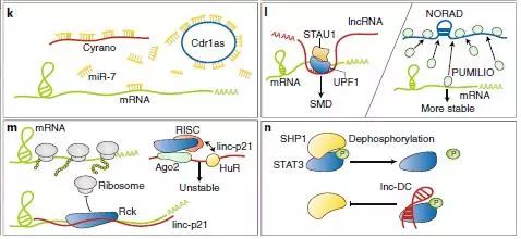 lncRNA为何经常出现在SCI文章中？_美必思医学编译