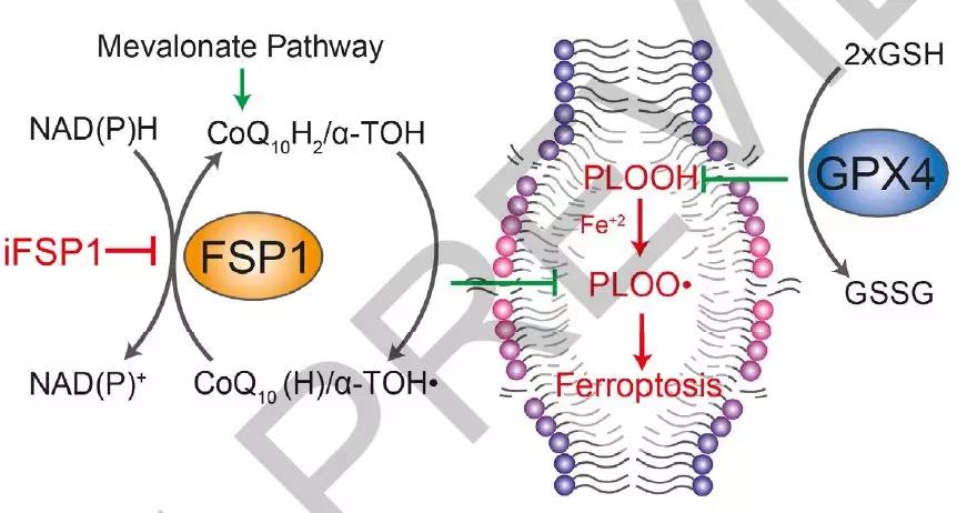 Nature连续发文：铁离子依赖型细胞坏死新机制_美必思医学编译