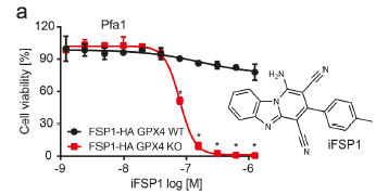 Nature连续发文：铁离子依赖型细胞坏死新机制_美必思医学编译