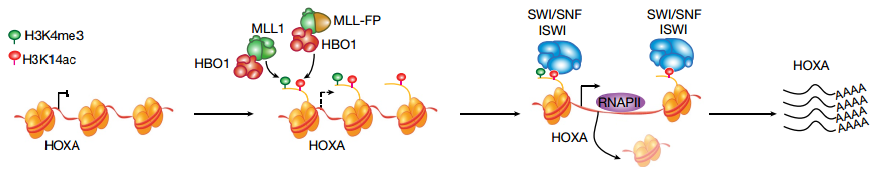 Nature：调控白血病干细胞维持的关键因子HBO1 _美必思医学编译