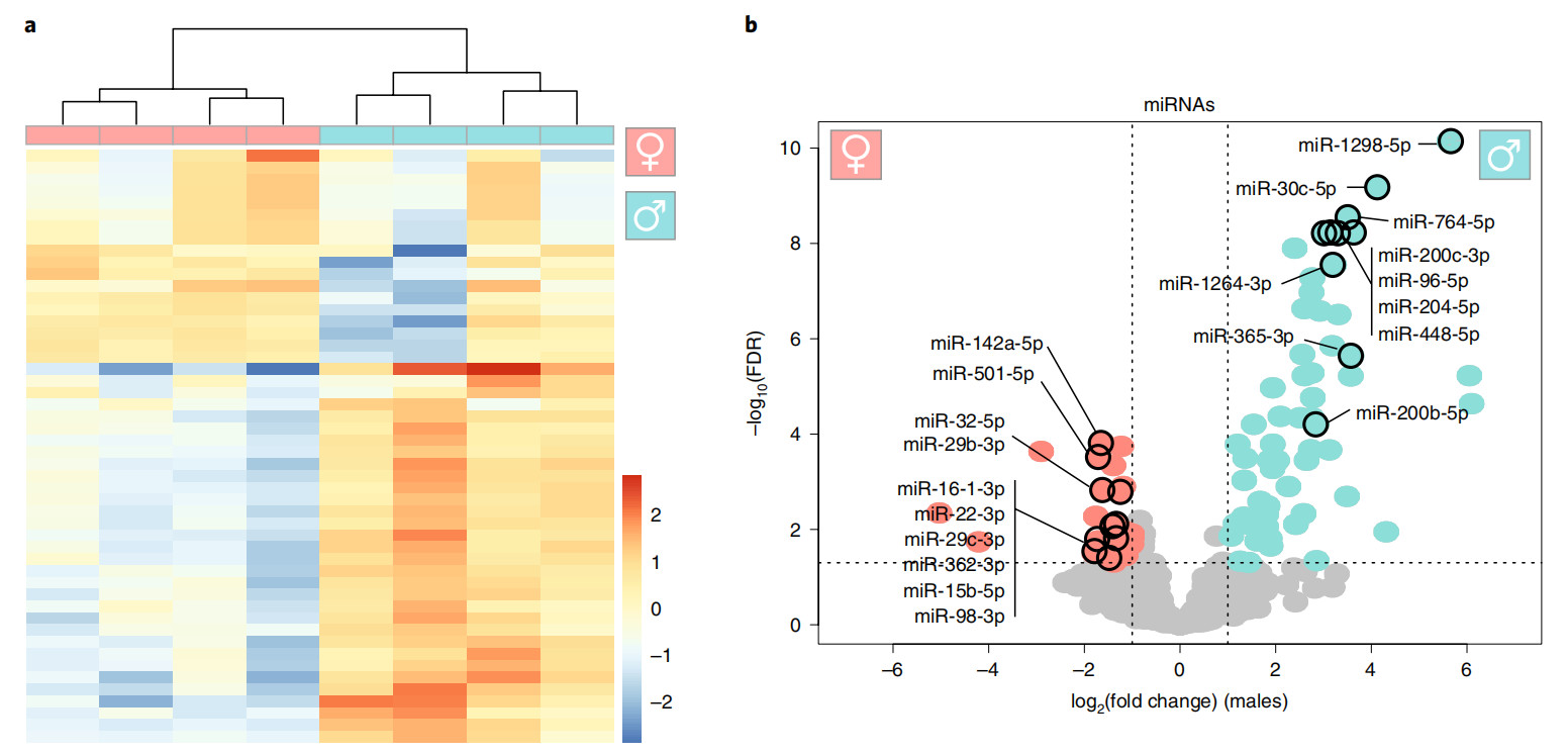 Nature子刊:miRNA以性别特异性影响tau发病机理_美必思医学编译