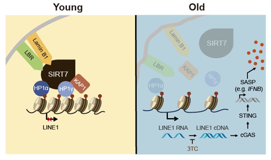 Protein Cell：SIRT7可抑制免疫通路延缓人干细胞衰老_美必思医学编译