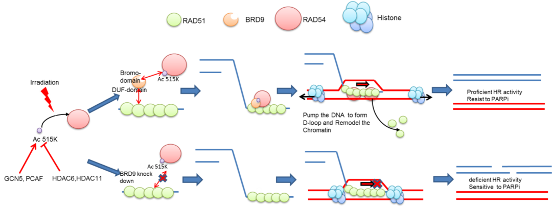 Nat Comm: 新发现BRD9调控DNA损伤修复新机制_美必思医学编译