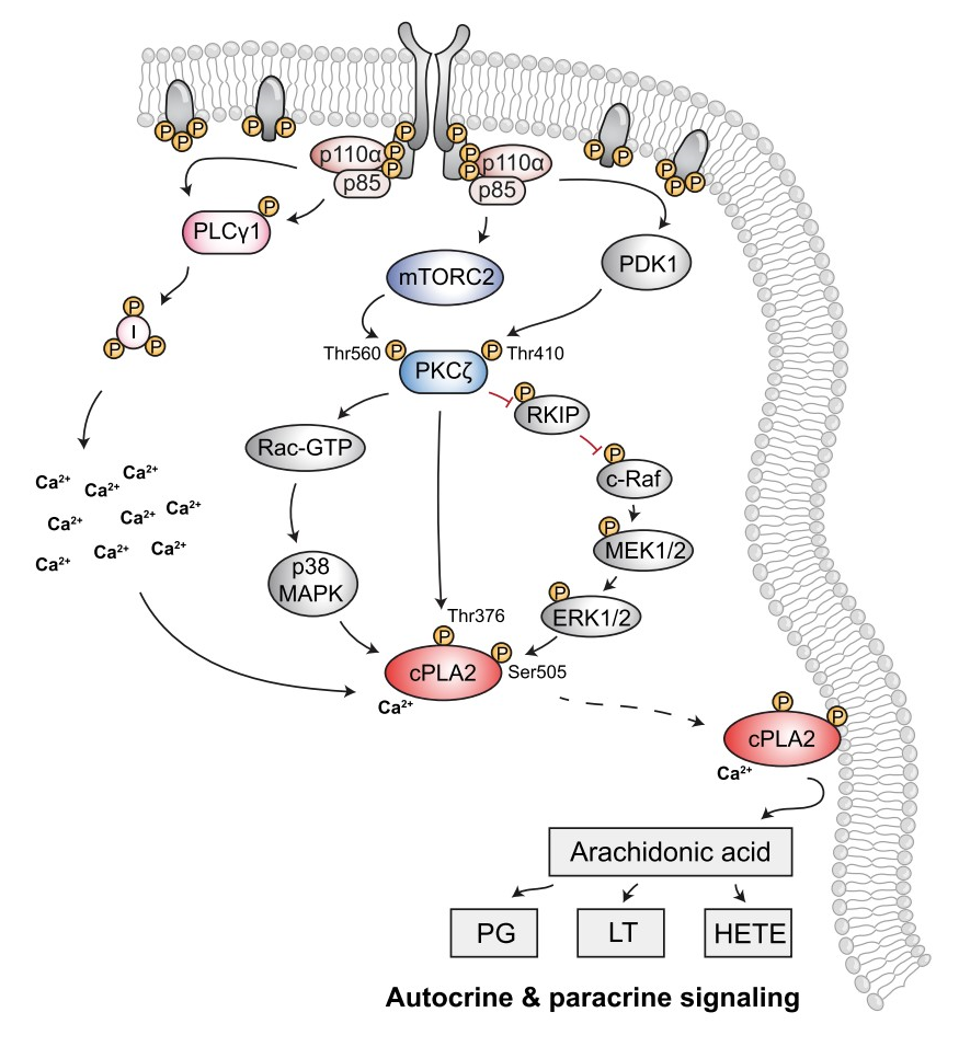 Cell：肿瘤诊疗新模式：实时代谢追踪+膳食干预_美必思医学编译