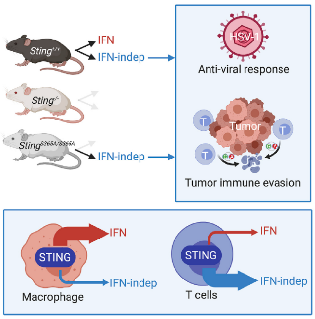 Immunity:揭示STING介导抗病毒和肿瘤免疫逃逸途径_美必思医学编译