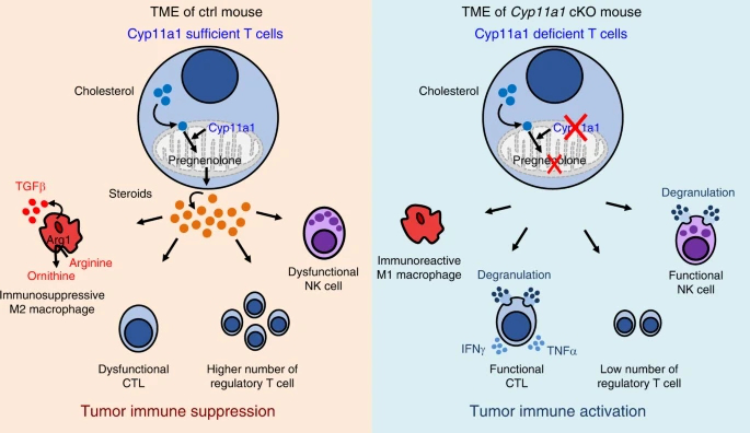 Nature子刊:阻止其分泌类固醇或可延缓肿瘤生长_美必思医学编译