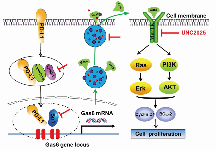 CELL DEATH DIFFER：揭示PD-L1入核后促进肺癌的新机制_美必思医学编译