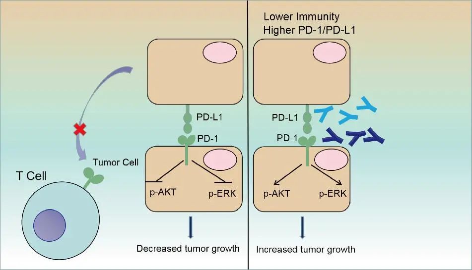 PNAS:PD-1、PD-L1普遍在肿瘤细胞同时表达_美必思医学编译