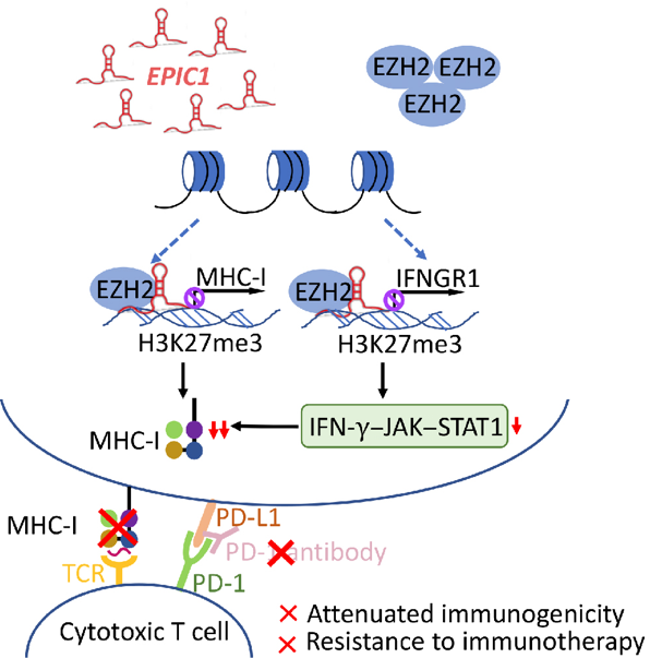 Science子刊：LincRNA在肿瘤免疫治疗中的重要作用_美必思医学编译