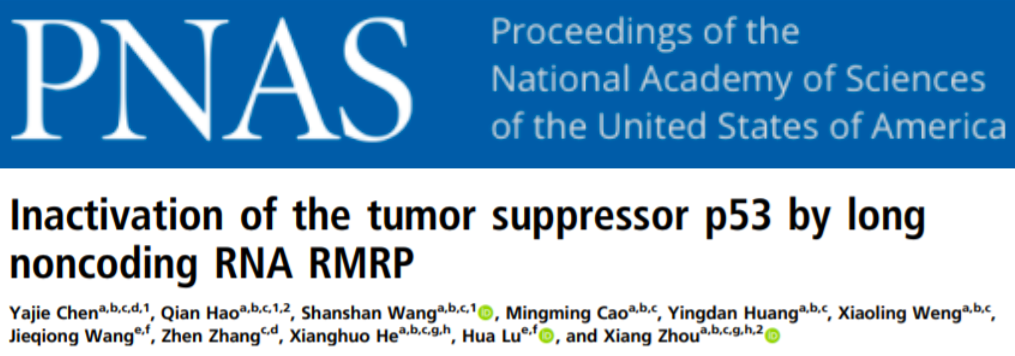 PNAS：揭示促癌长链非编码RNA RMRP作用机制_美必思医学编译