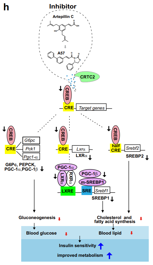 Nature子刊:蜂胶来源的小分子可改善肥胖糖尿病_美必思医学编译