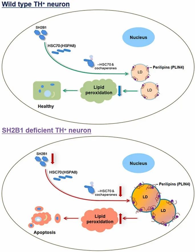 新研究揭示SH2B1是预防和治疗帕金森病的新靶点_美必思医学编译