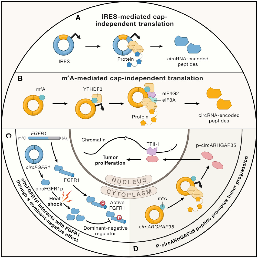 Cell：全面综述circRNA的表征、功能及应用_美必思医学编译