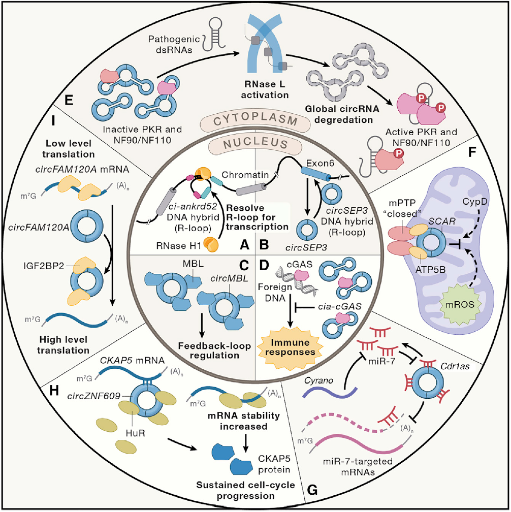 Cell：全面综述circRNA的表征、功能及应用_美必思医学编译