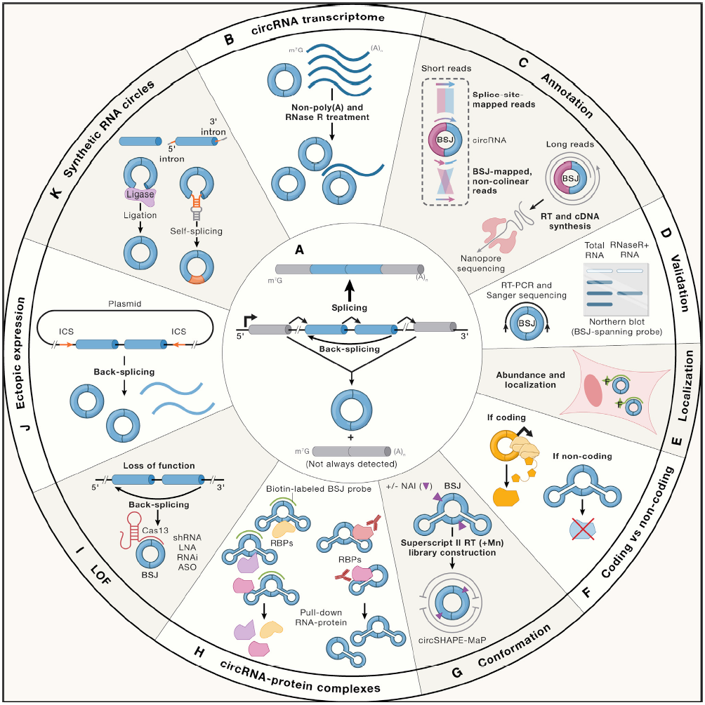 Cell：全面综述circRNA的表征、功能及应用_美必思医学编译