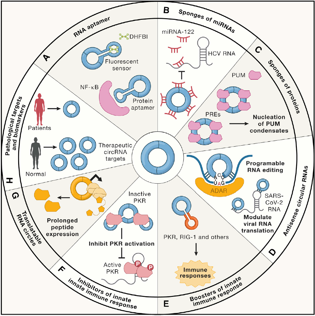 Cell：全面综述circRNA的表征、功能及应用_美必思医学编译