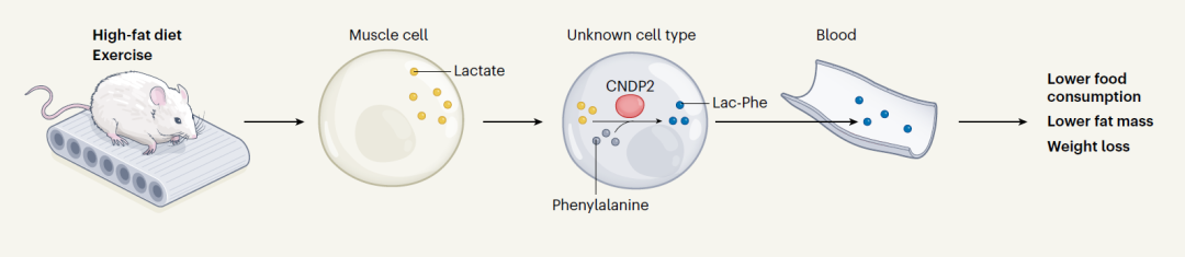 Nature:运动会产生抑制食欲代谢物，从而促进减肥_美必思医学编译