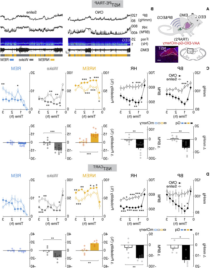 Neuron: 心血管压力反射回路在睡眠控制中的作用_美必思医学编译