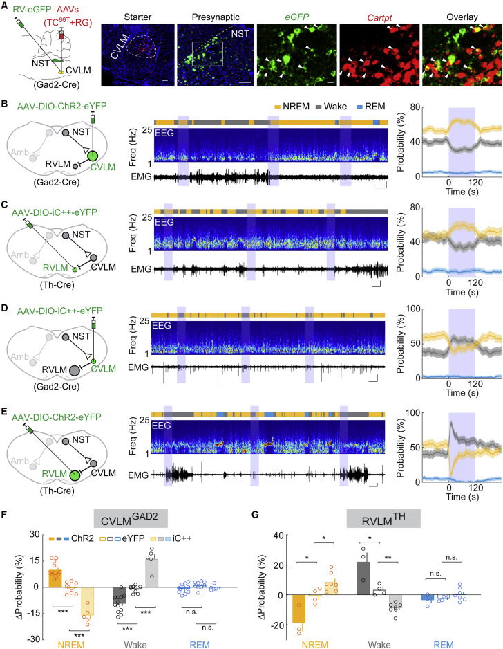 Neuron: 心血管压力反射回路在睡眠控制中的作用_美必思医学编译