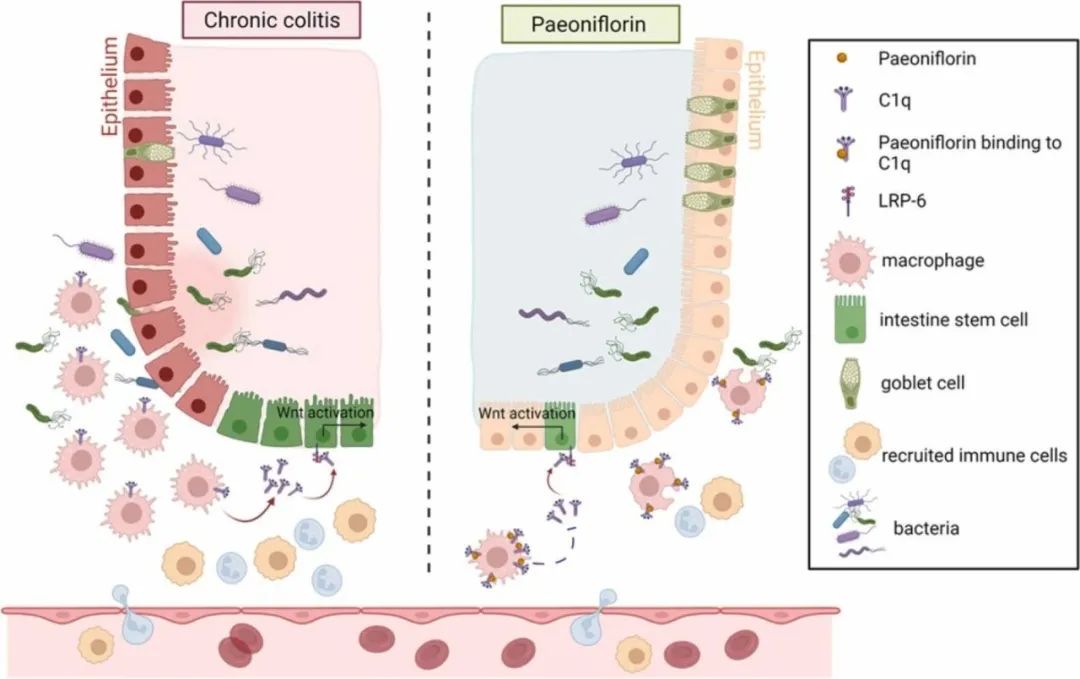 芍药苷可控制IBD防止肠道干细胞异常增殖分化_美必思医学编译