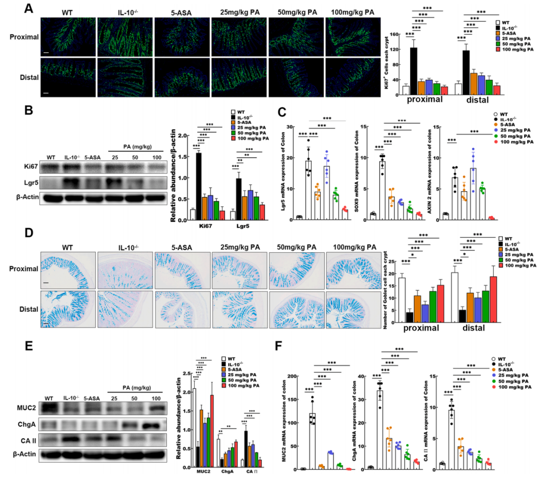 芍药苷可控制IBD防止肠道干细胞异常增殖分化_美必思医学编译