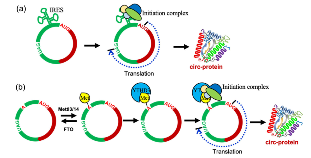 circRNA还能申报国自然吗?试试这个新方向_美必思医学编译