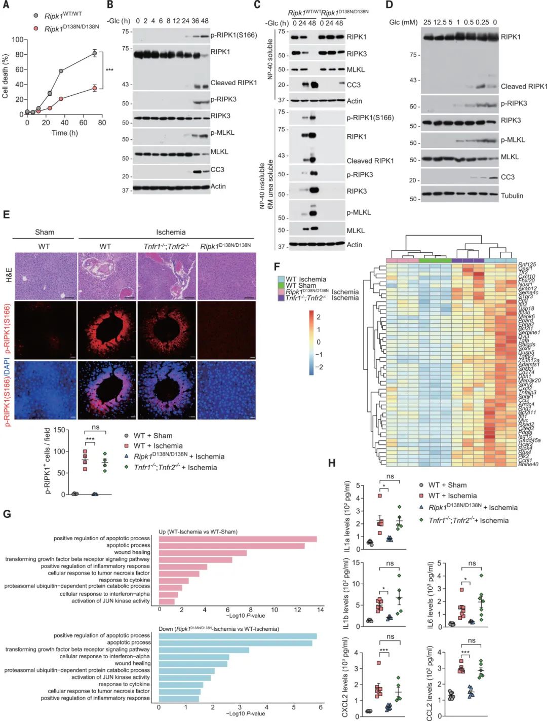 Science:AMPK介导RIPK1磷酸化调控代谢应激下细胞存亡_美必思医学编译