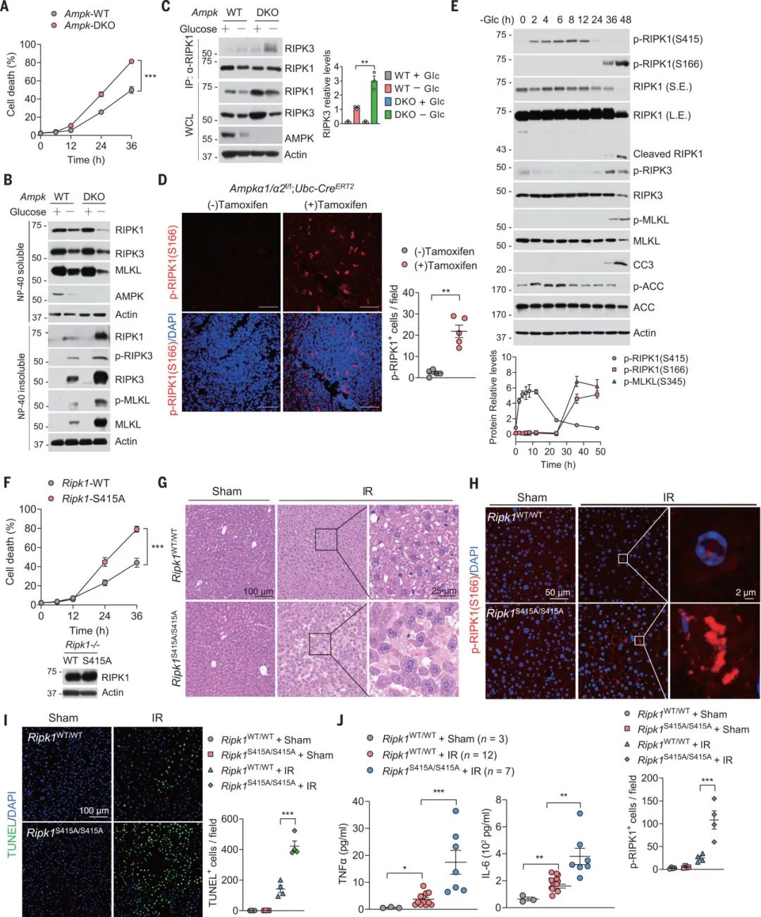 Science:AMPK介导RIPK1磷酸化调控代谢应激下细胞存亡_美必思医学编译
