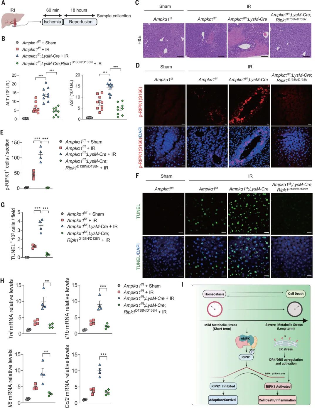 Science:AMPK介导RIPK1磷酸化调控代谢应激下细胞存亡_美必思医学编译