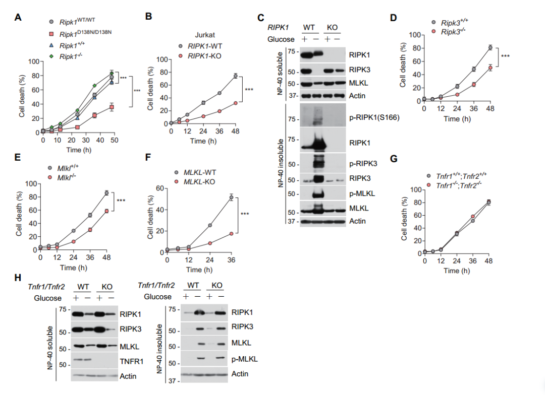 Science:AMPK介导RIPK1磷酸化调控代谢应激下细胞存亡_美必思医学编译