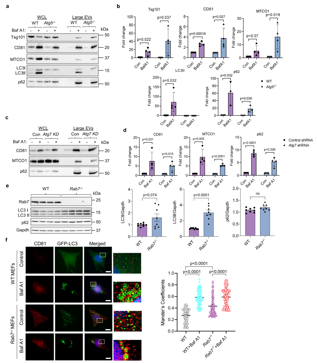 Nature子刊:线粒体在溶酶体受损时分泌到细胞外囊_美必思医学编译