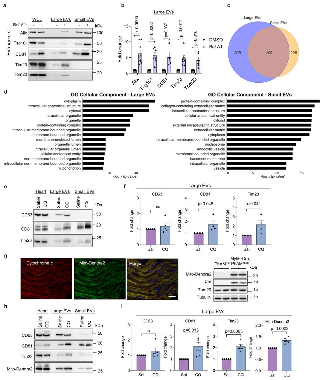 Nature子刊:线粒体在溶酶体受损时分泌到细胞外囊_美必思医学编译