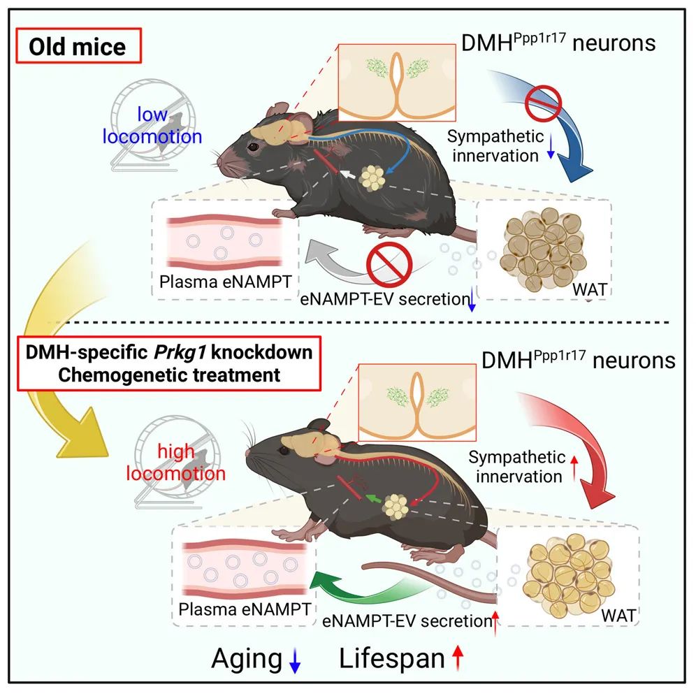 Cell子刊：激活下丘脑中的这种神经元，显著延长_美必思医学编译