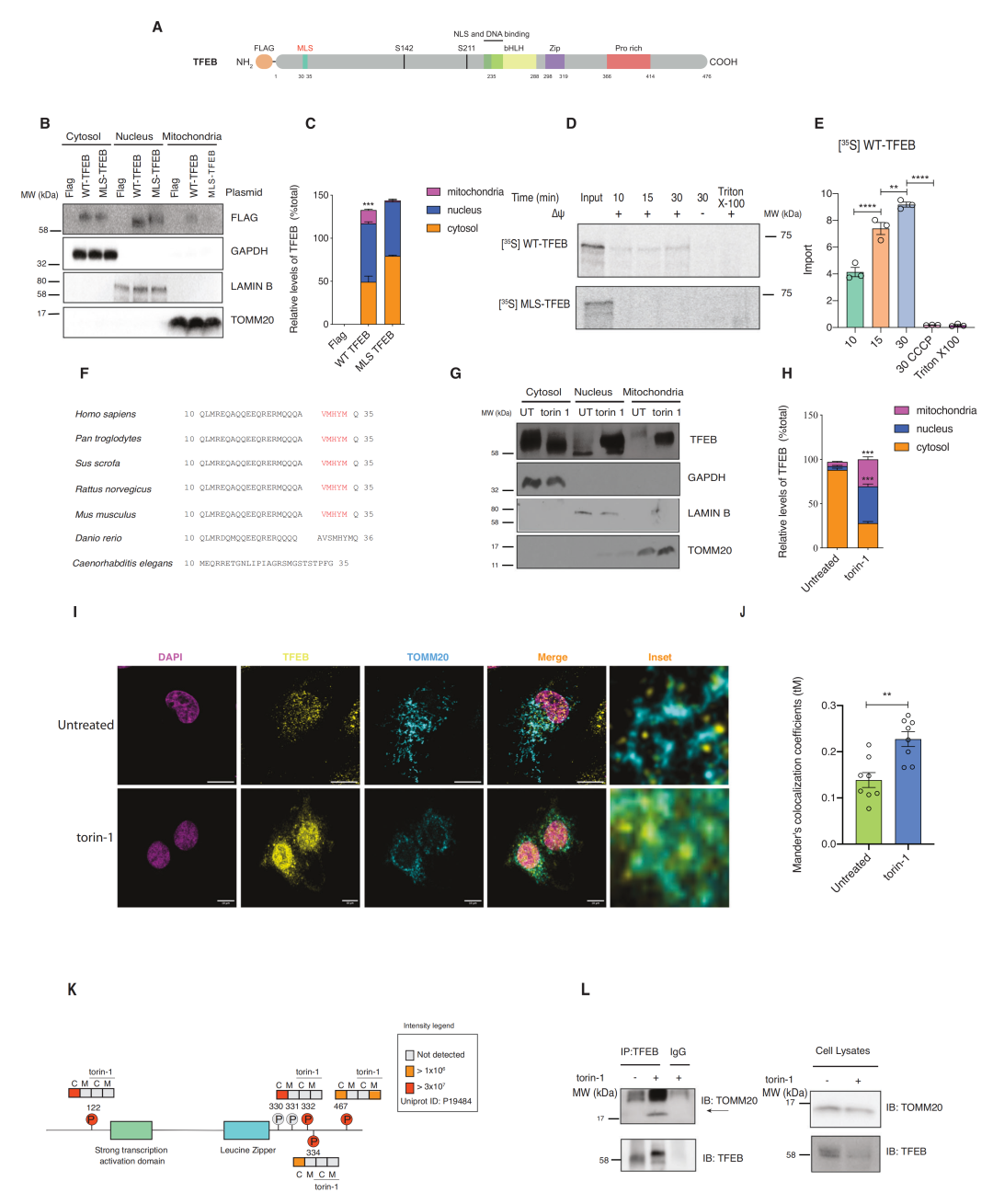 Embo Reports：TFEB的线粒体易位调控炎症反应_美必思医学编译