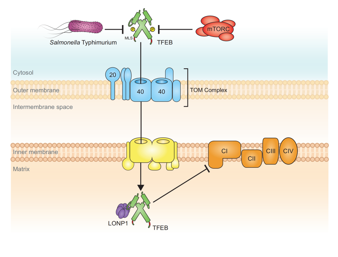 Embo Reports：TFEB的线粒体易位调控炎症反应_美必思医学编译
