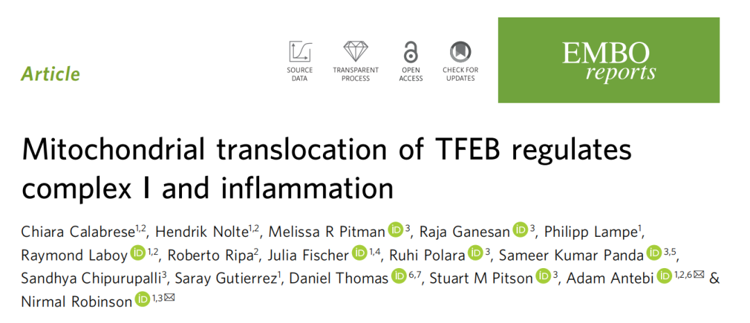 Embo Reports：TFEB的线粒体易位调控炎症反应_美必思医学编译