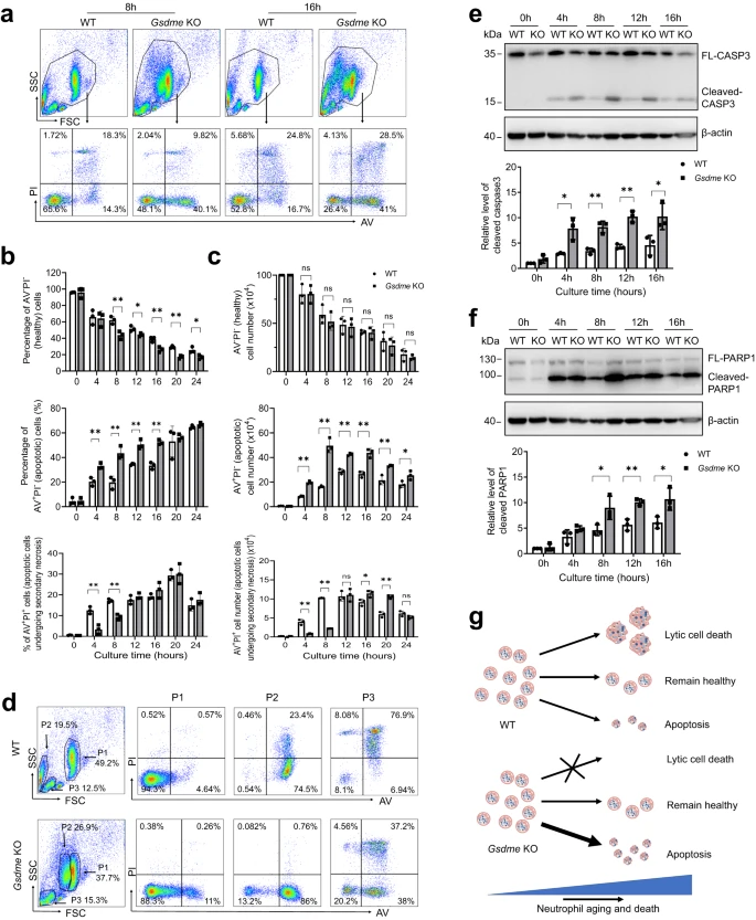 Nature子刊:GSDME调控中性粒细胞死亡影响炎症反应_美必思医学编译