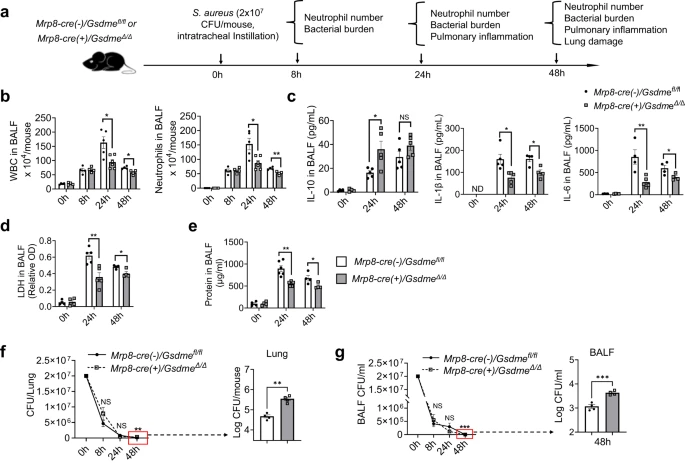 Nature子刊:GSDME调控中性粒细胞死亡影响炎症反应_美必思医学编译