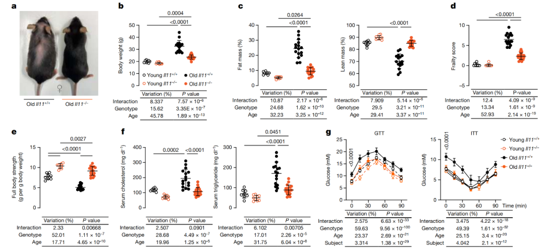 Nature：抑制促炎蛋白IL11，可显著延缓衰老_美必思医学编译